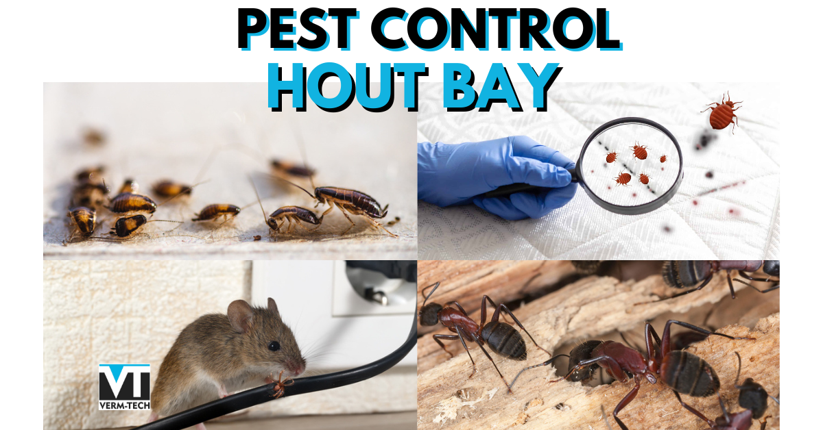 Pest Control Hout Bay Cape Town: CALL 060 220 6732 - Pest Control Cape Town